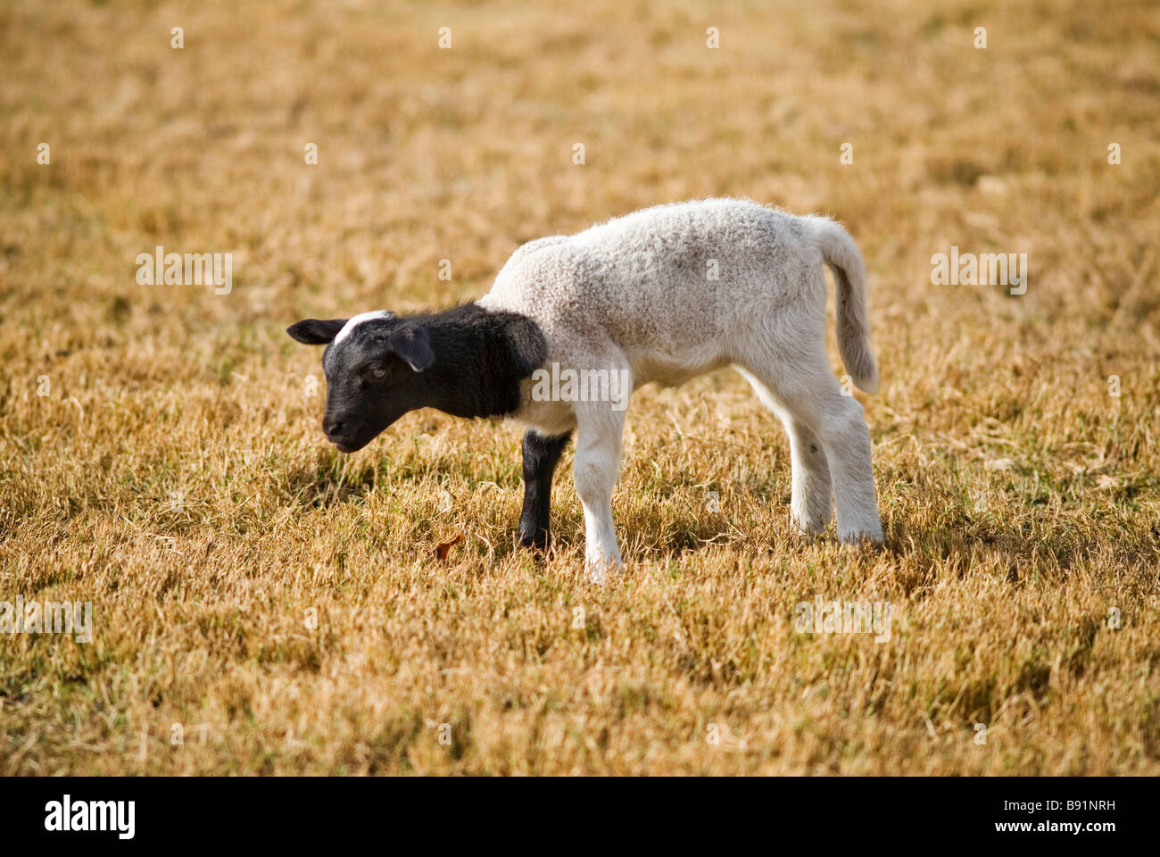 Australian lamb hi-res stock photography and images - Alamy