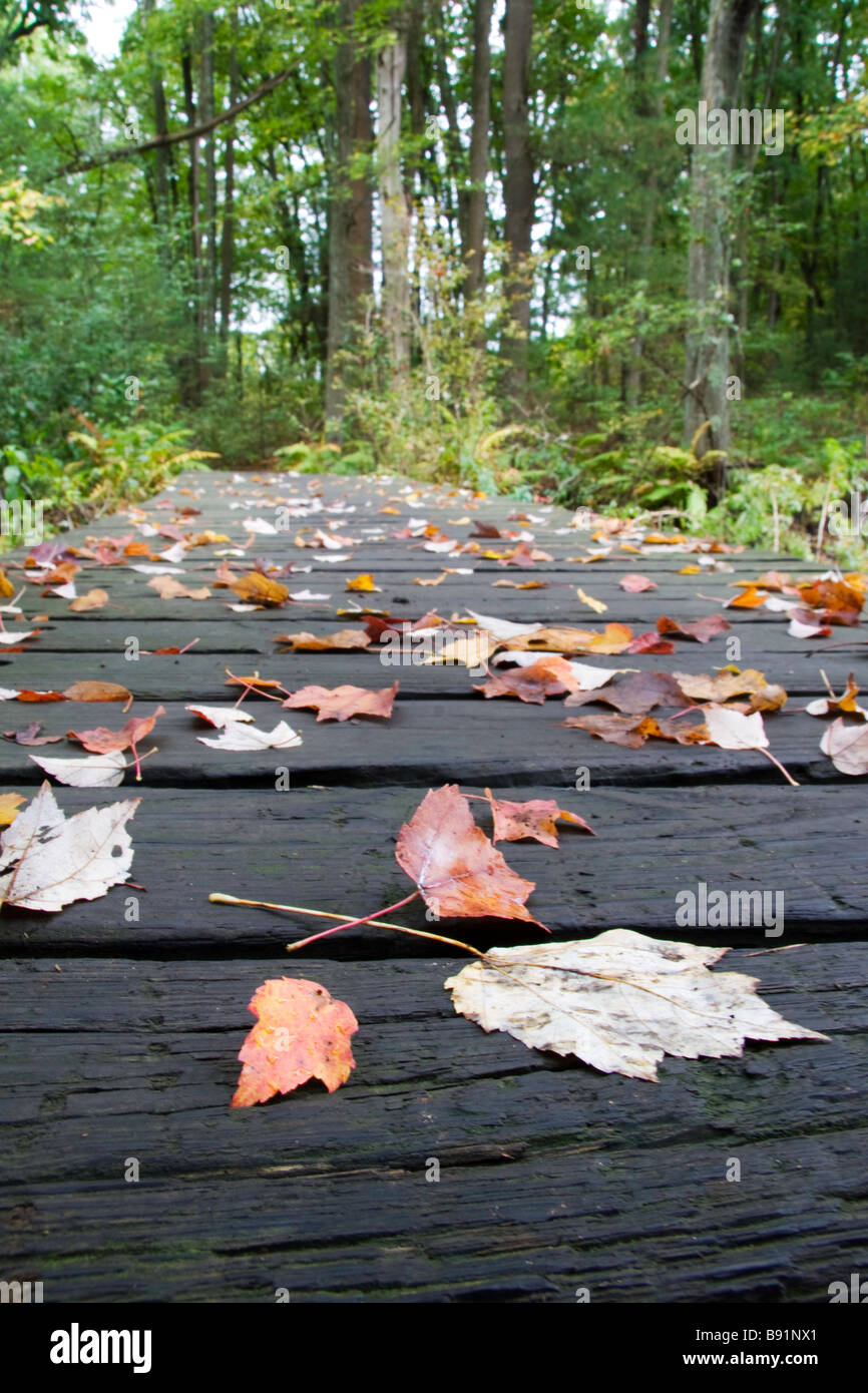 Damp Colorful Leaves High Resolution Stock Photography and Images - Alamy