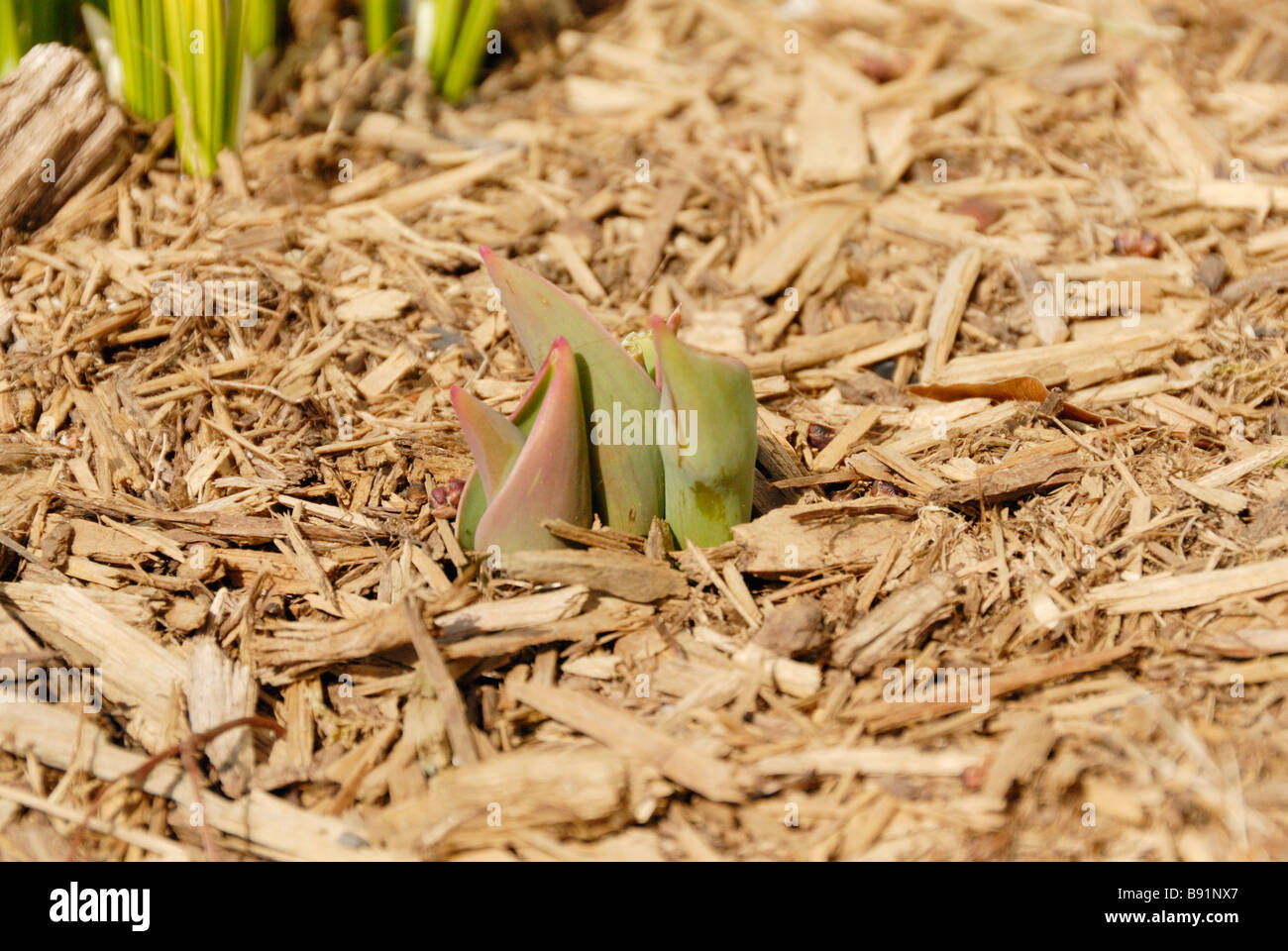 Tulip just breaking ground in early spring Stock Photo - Alamy