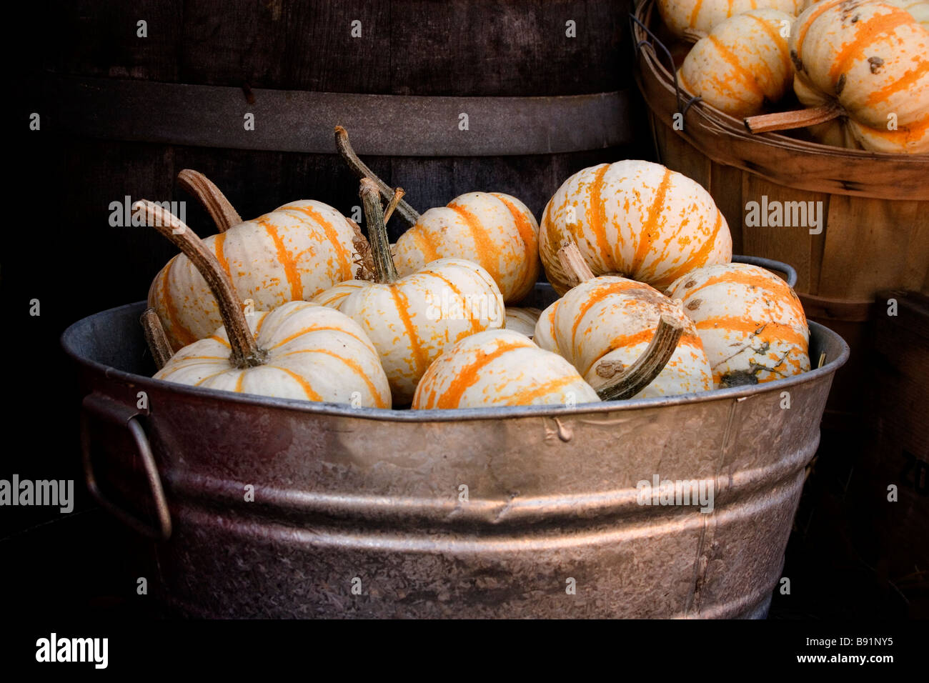 Autumn scene of pumpkins and squash in a metal bucket Stock Photo - Alamy