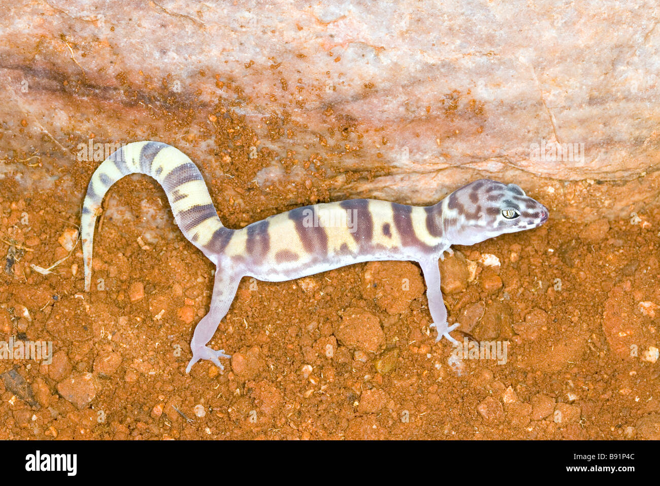 Western banded gecko hi-res stock photography and images - Alamy