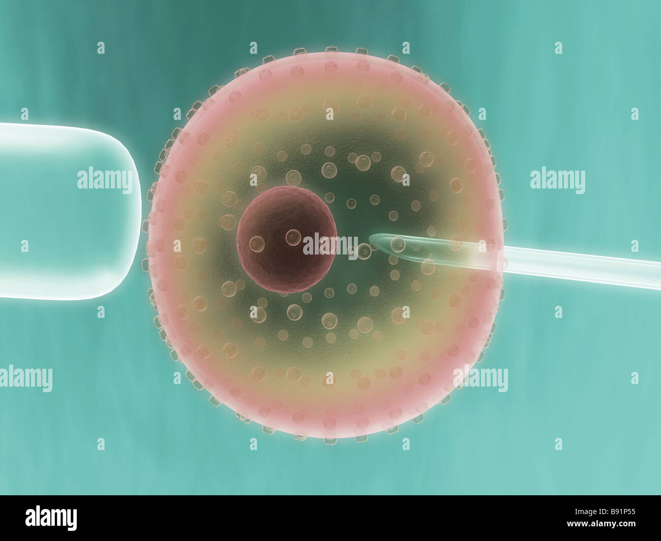 Stem cell anatomy hi-res stock photography and images - Alamy