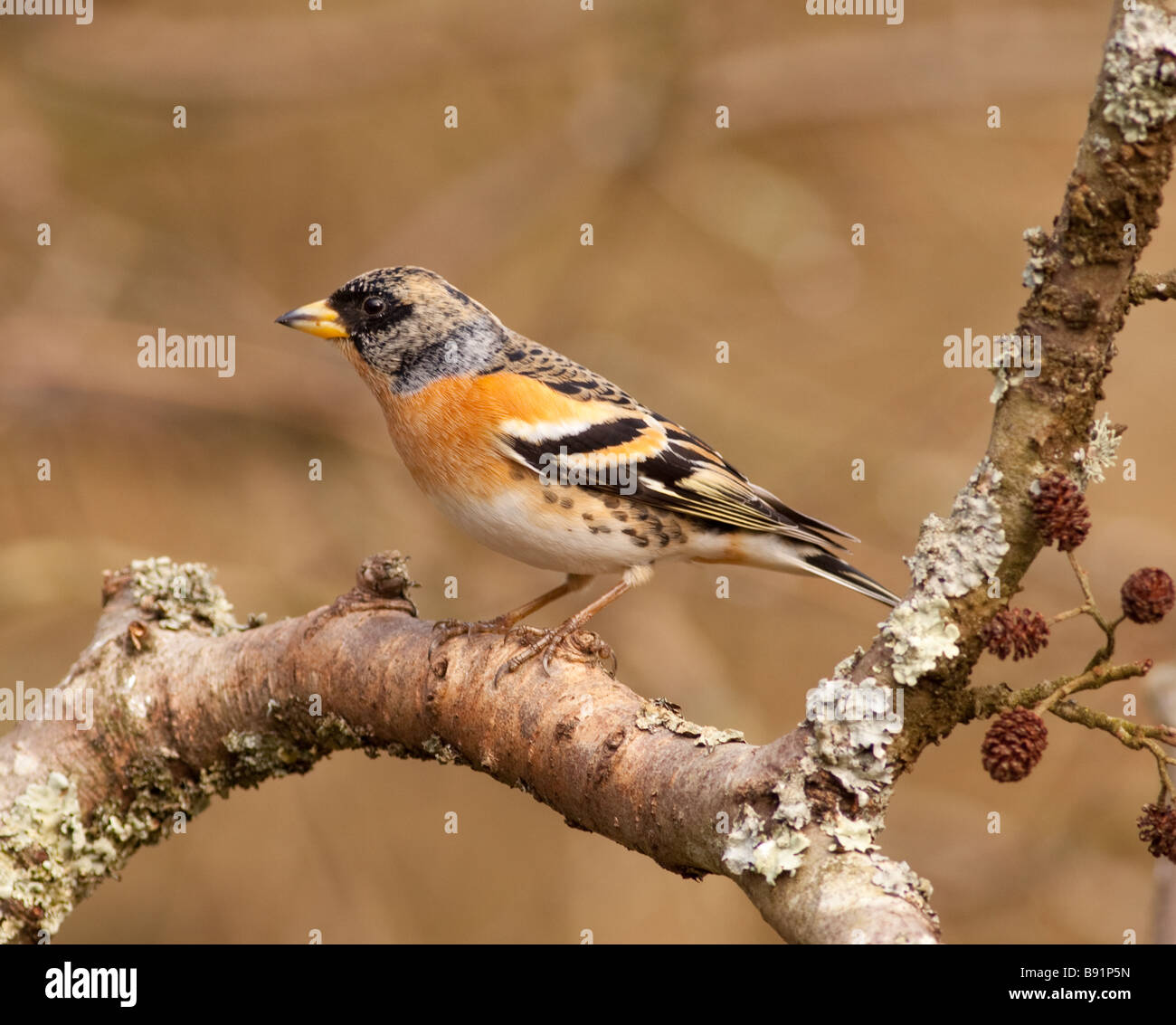 Brambling finch hi-res stock photography and images - Alamy