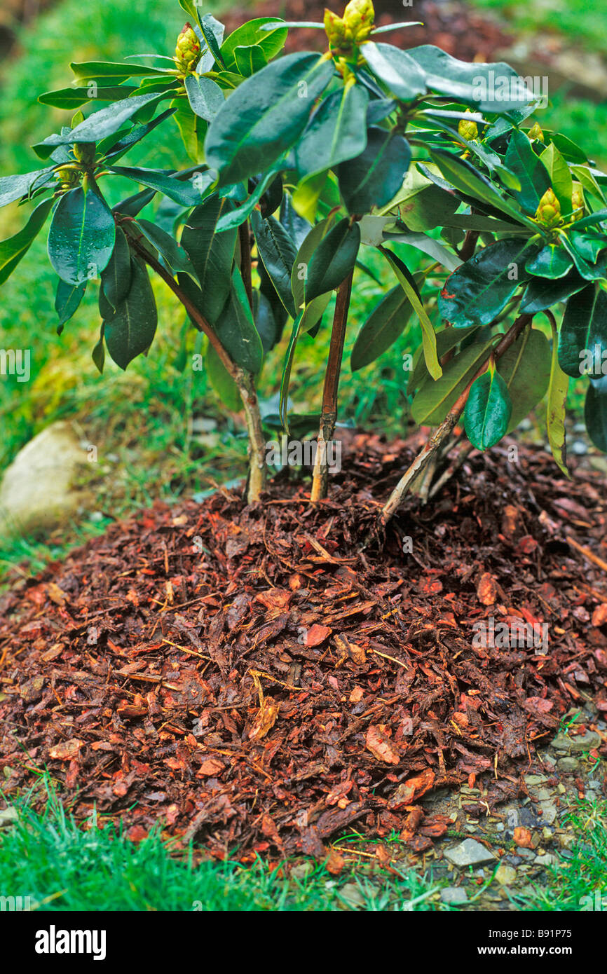 MULCHING SHRUB WITH BARK MULCH Stock Photo - Alamy