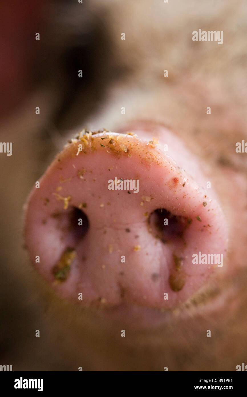 Pig farm pens hi-res stock photography and images - Alamy