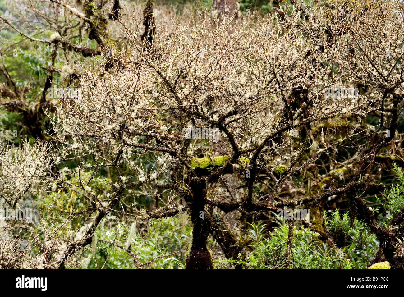 Atlantic forest landscape Stock Photo - Alamy
