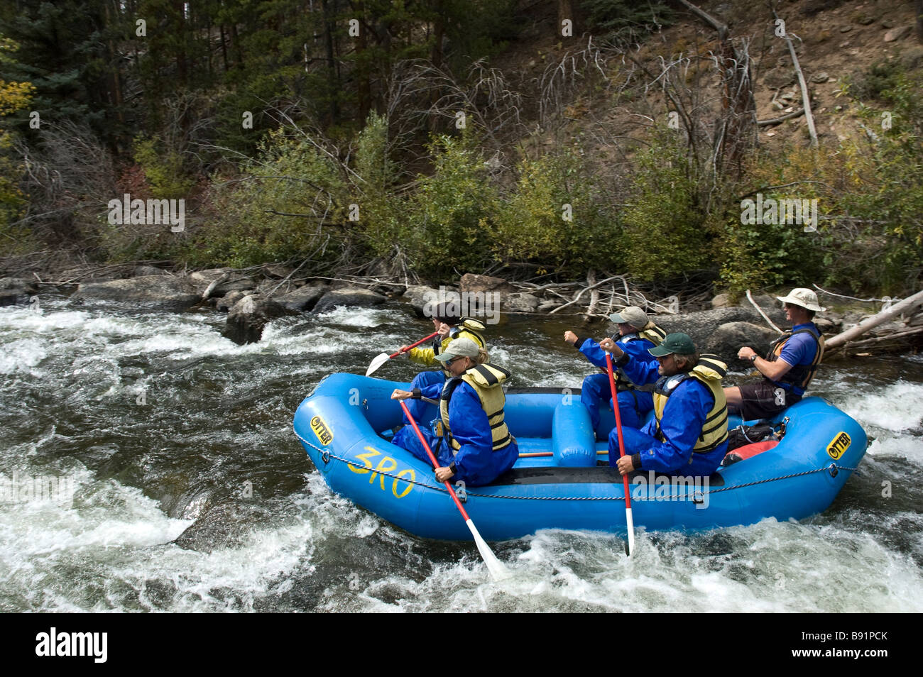 Rafters run the Taylor River upstream from Almont, Colorado Stock Photo ...