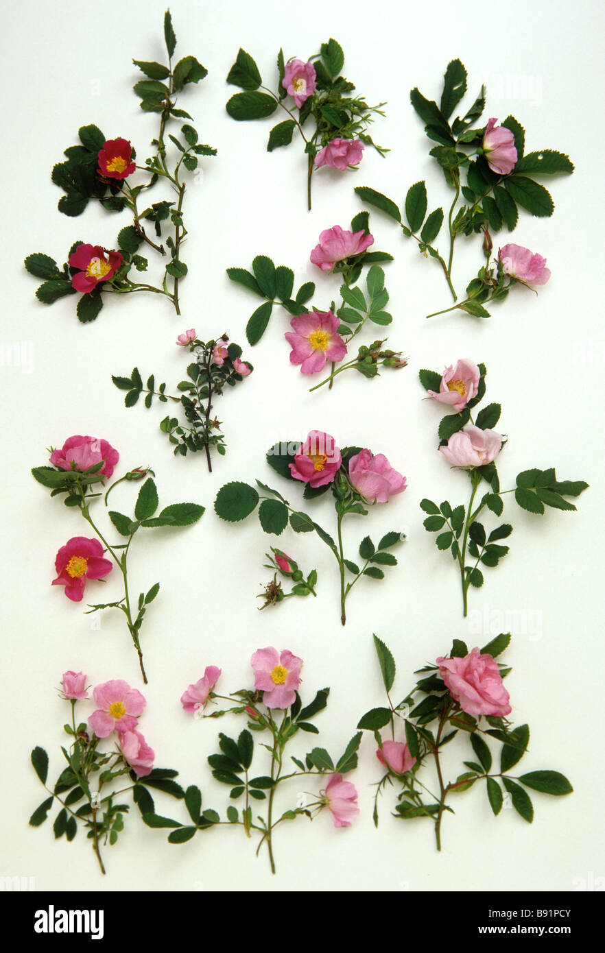 A collection of Wild and Old roses - Specimens from The Gardens of the ...