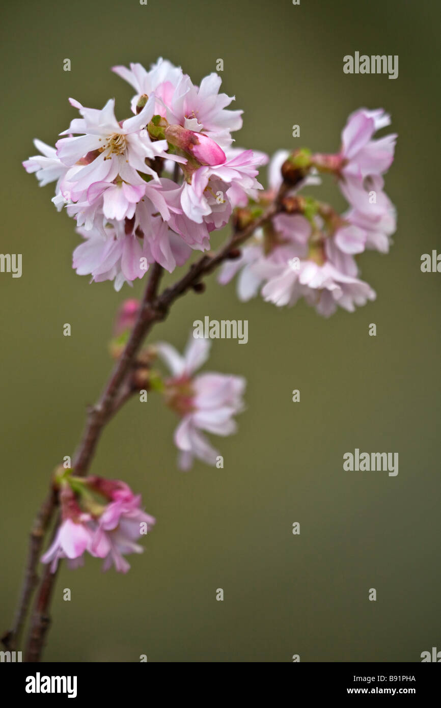 Pink Cherry Blossom Stock Photo - Alamy