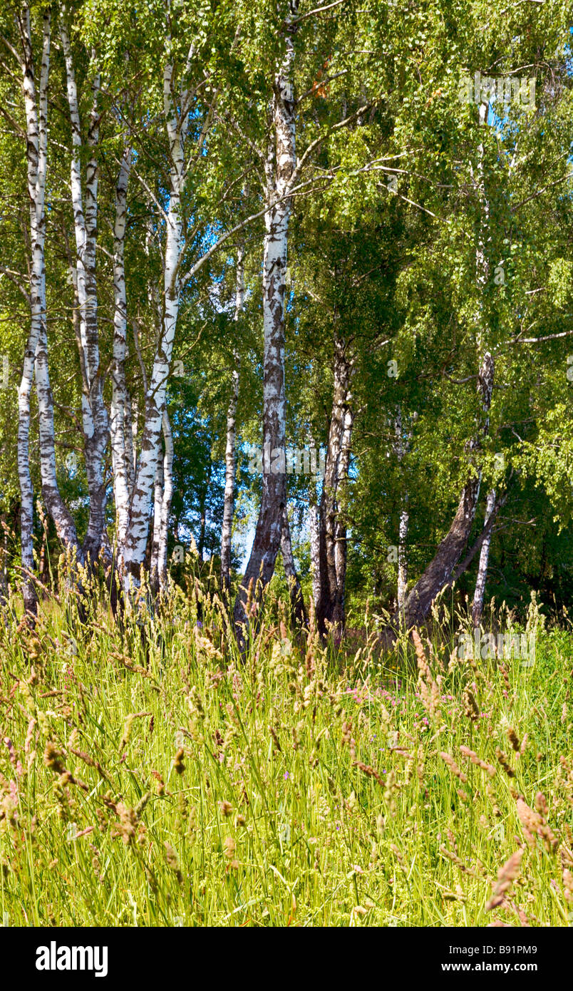 Birches in summer forest with tall grasses below Stock Photo - Alamy