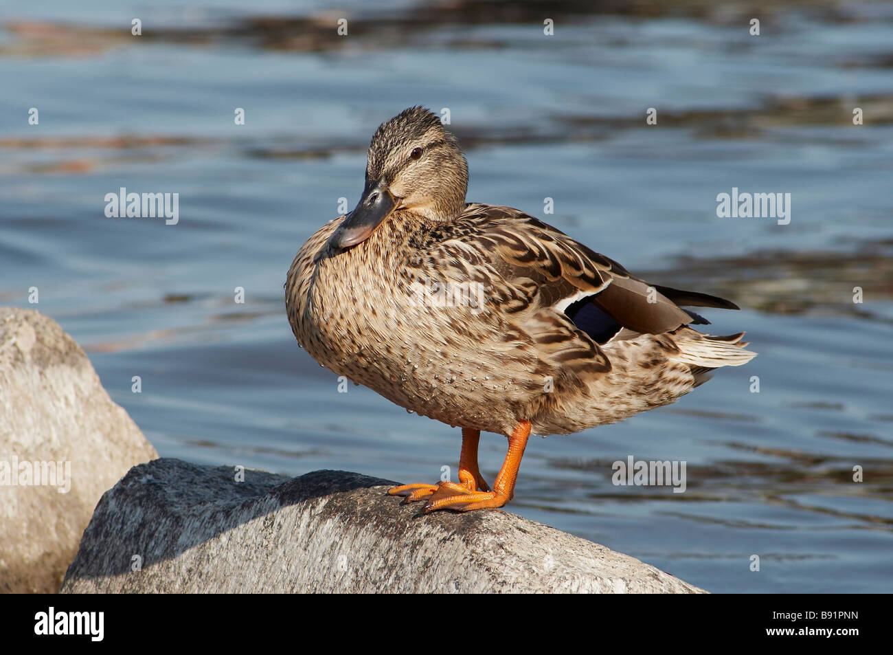 Widgeon duck hi-res stock photography and images - Alamy