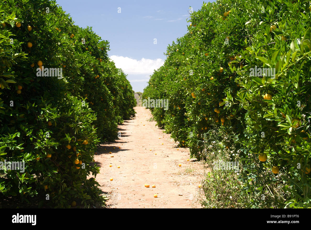 Orange orchard irrigation hi-res stock photography and images - Alamy