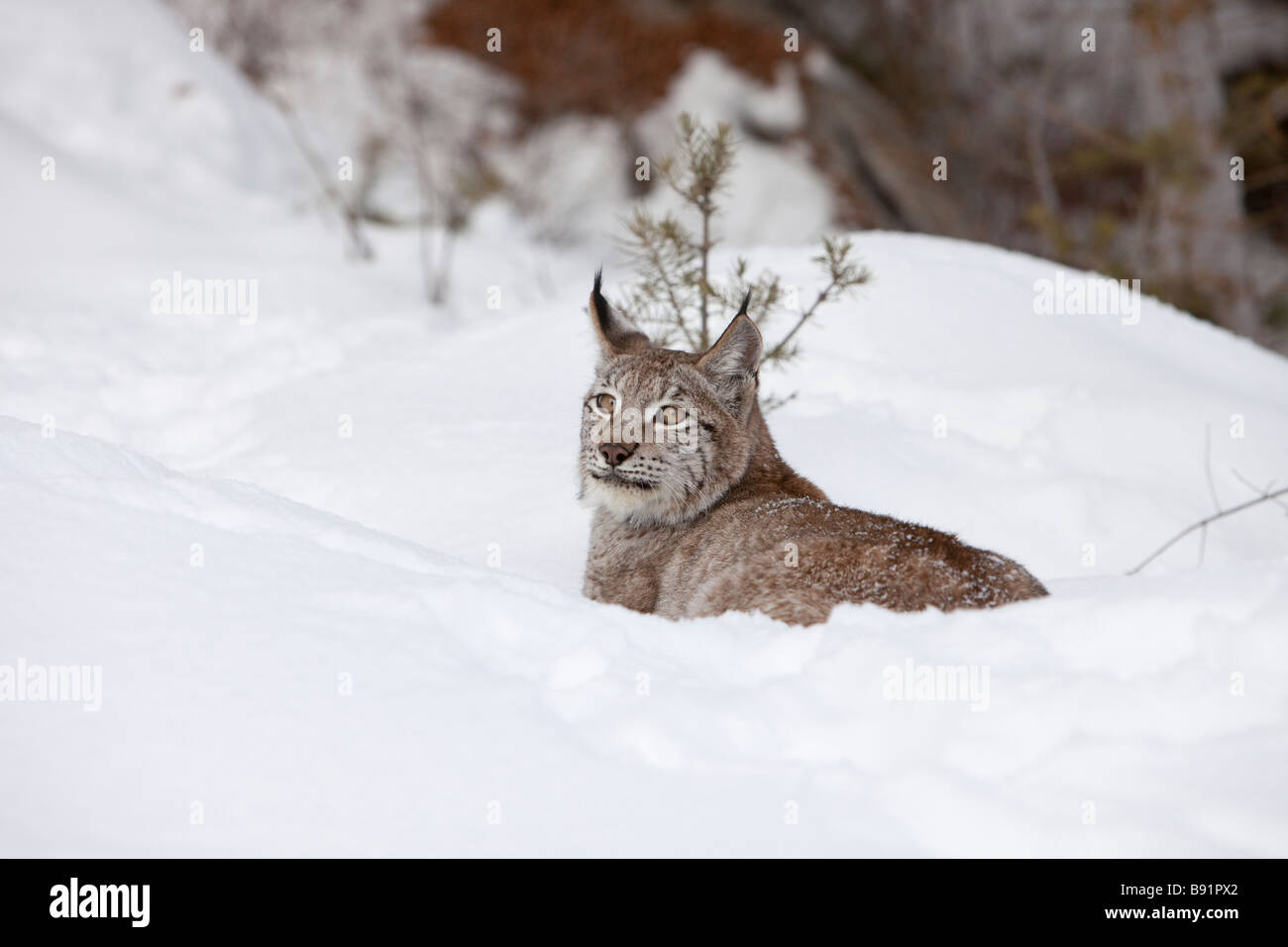 Resting Siberian Lynx Stock Photo - Alamy