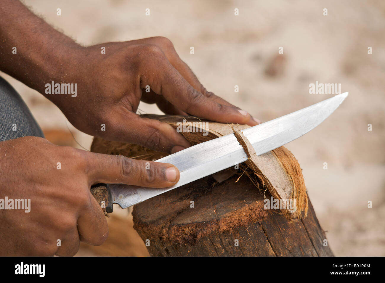 Young Bajan man removing the outer shell of coconut, "Crane Beach ...