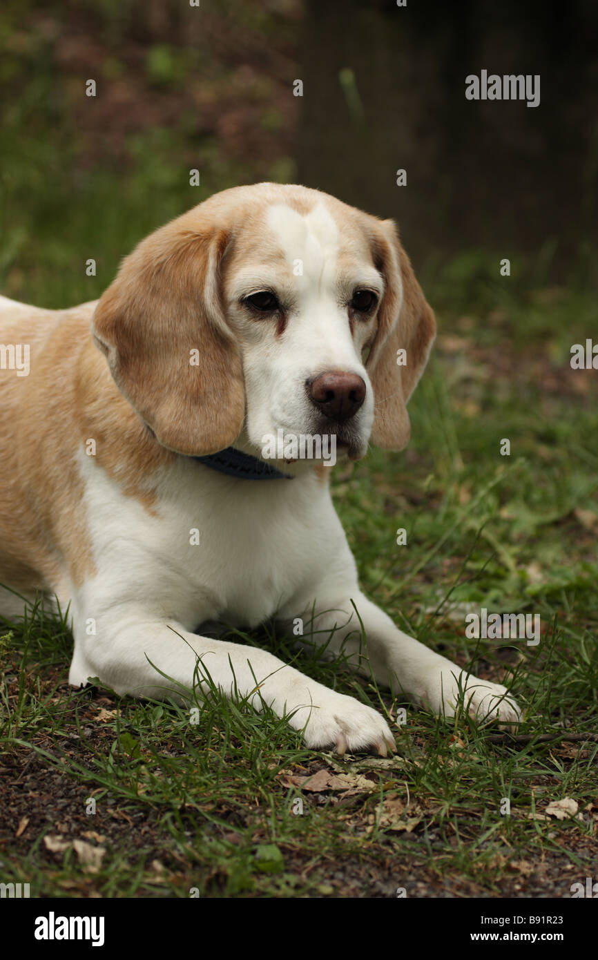 beagle lying in grass Stock Photo - Alamy