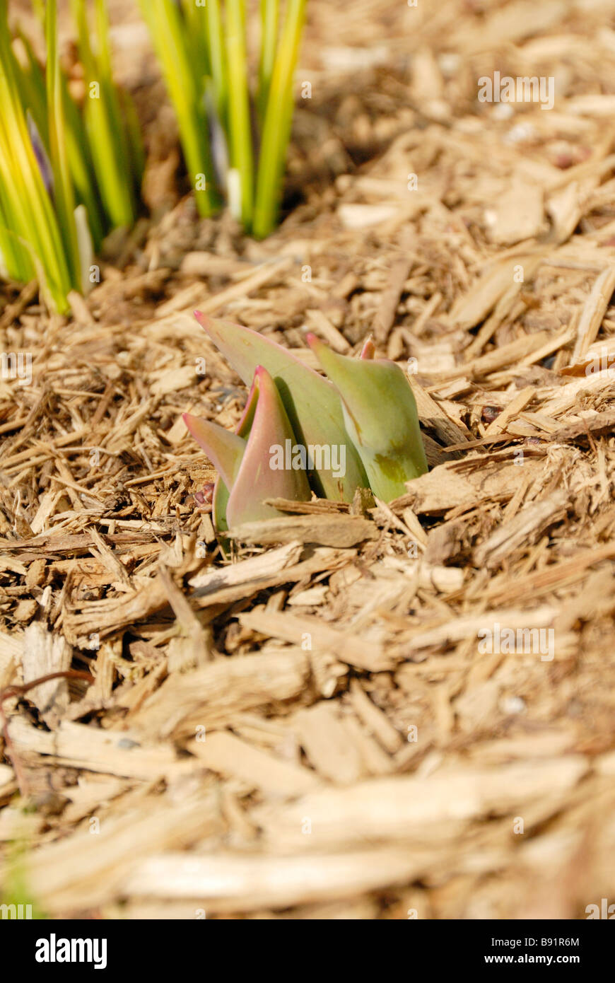 Breaking up the stems hi-res stock photography and images - Alamy