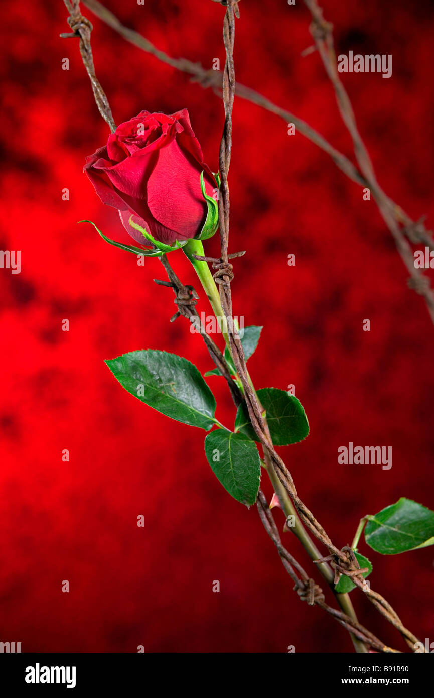 A still life of a red rose and barbed wire Stock Photo - Alamy