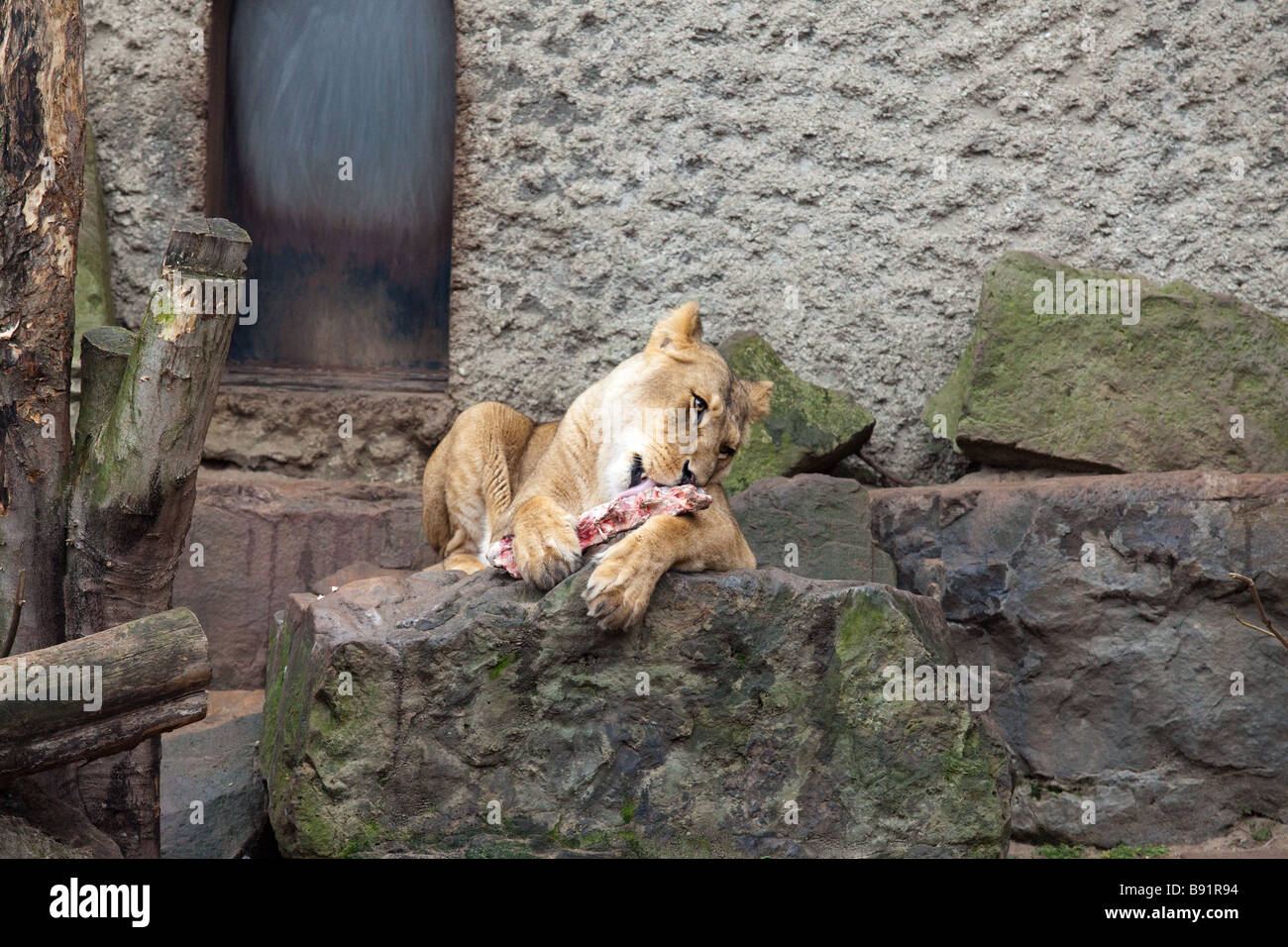 Lioness are eating hi-res stock photography and images - Alamy