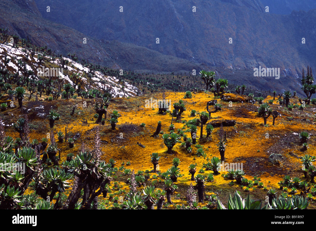 Rwenzori Mountain Range High Resolution Stock Photography and Images ...