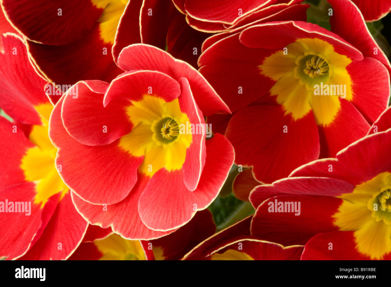 Starlike flowers hi-res stock photography and images - Alamy