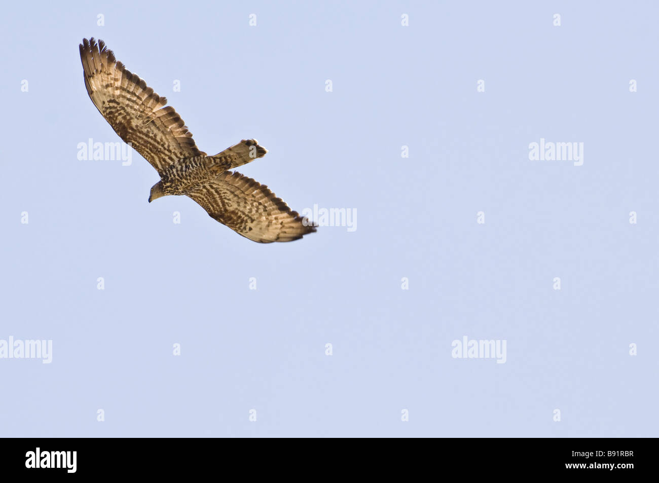 Honey buzzard on migration over Tarifa andalucia spain Stock Photo - Alamy