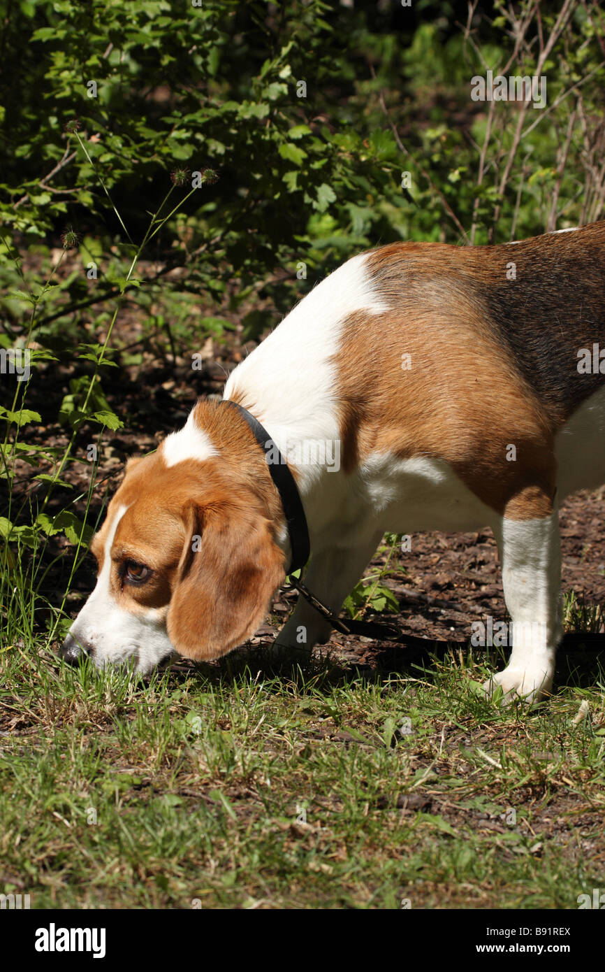 beagle sniffing in grass Stock Photo - Alamy