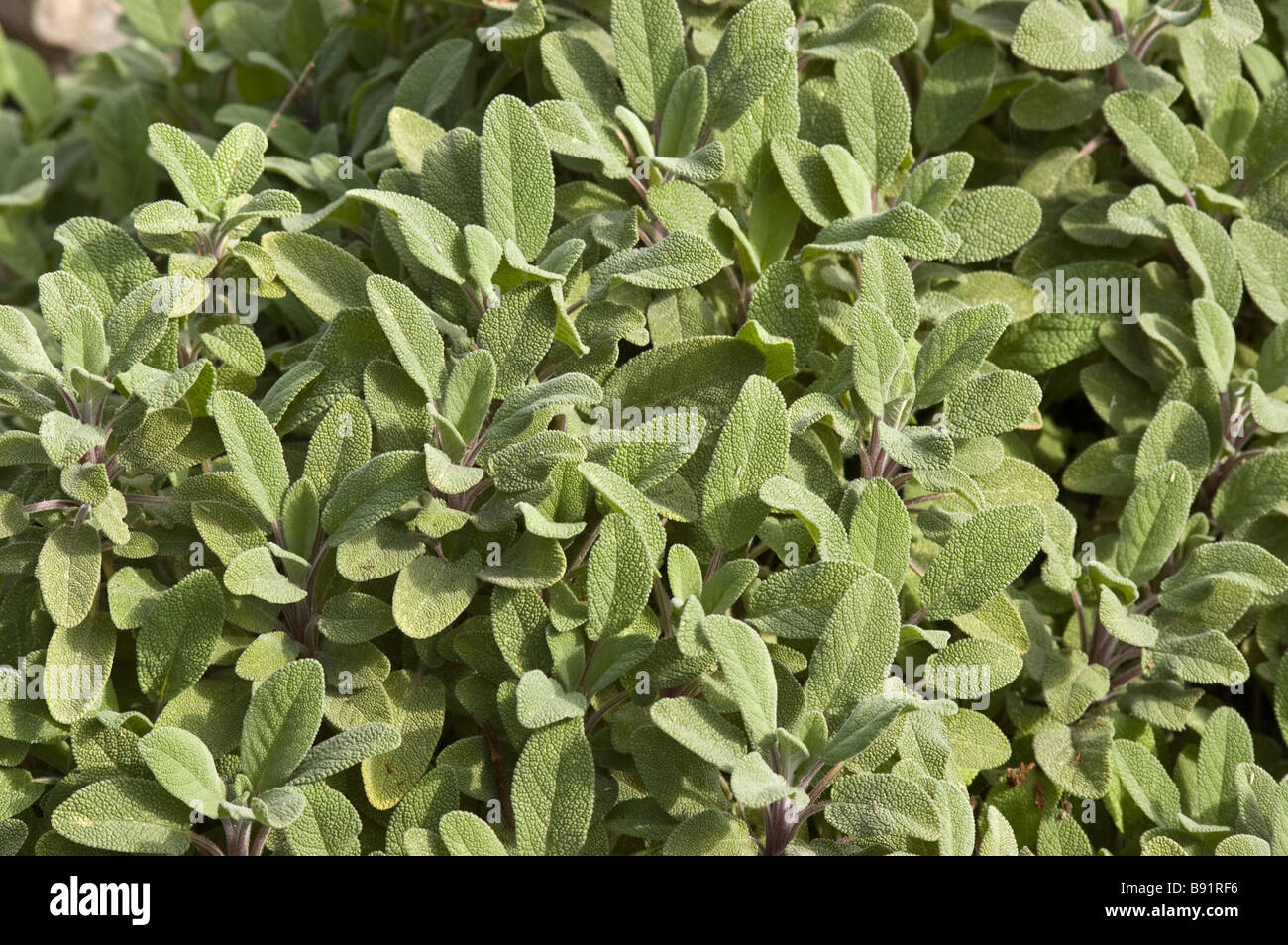 Sage growing in a garden Stock Photo - Alamy