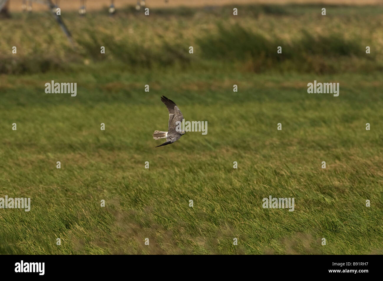 Montagu harrier Circus pygargus hunting whilst on migration Stock Photo ...