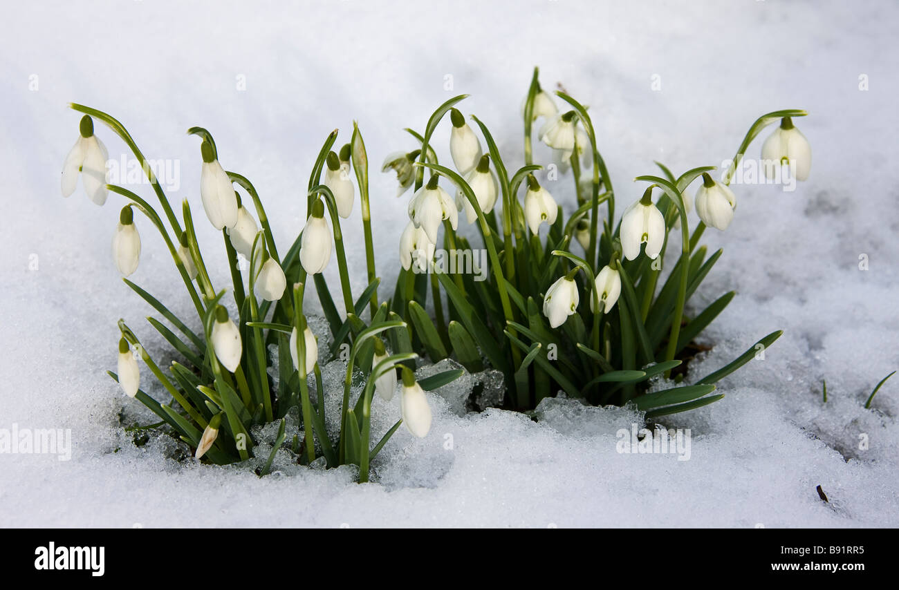 Snowdrops (Galanthus nivalis) flowering in snow Stock Photo - Alamy