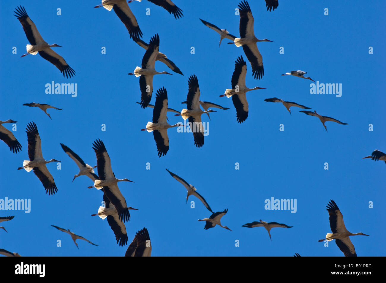 White Storks on migration tarifa southern spain circling on a thermal ...