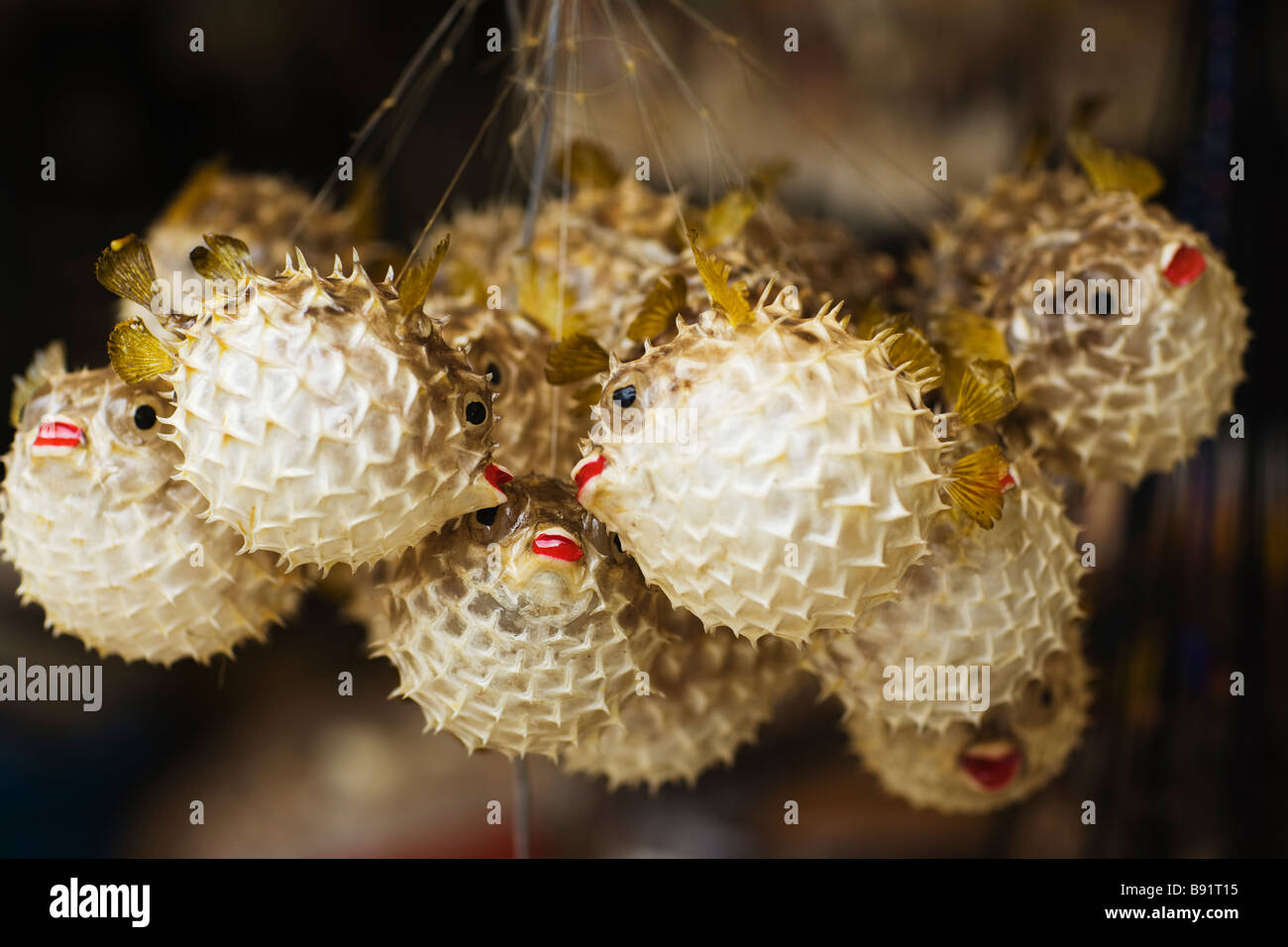 Dried globefish Thailand Stock Photo - Alamy