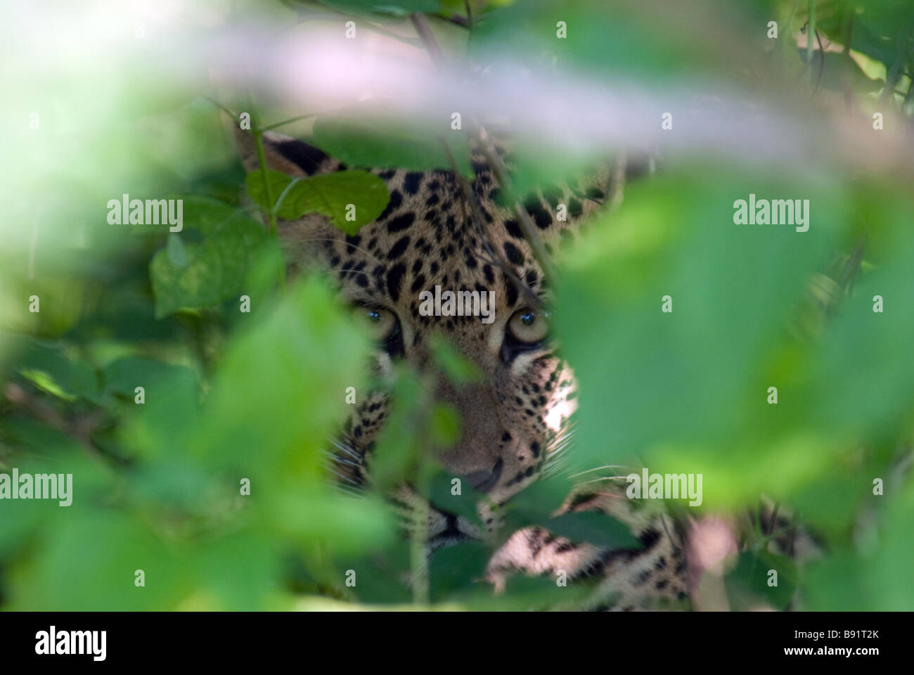 Eye to eye contact with a leopard in – Panthera pardus kotiya – in ...