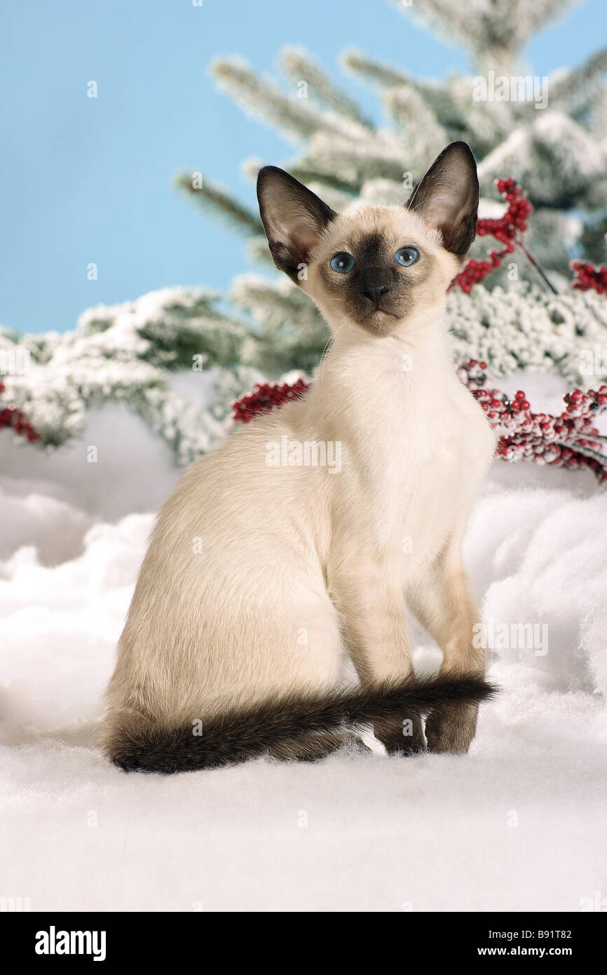 Siamese cat - kitten sitting in the snow Stock Photo - Alamy