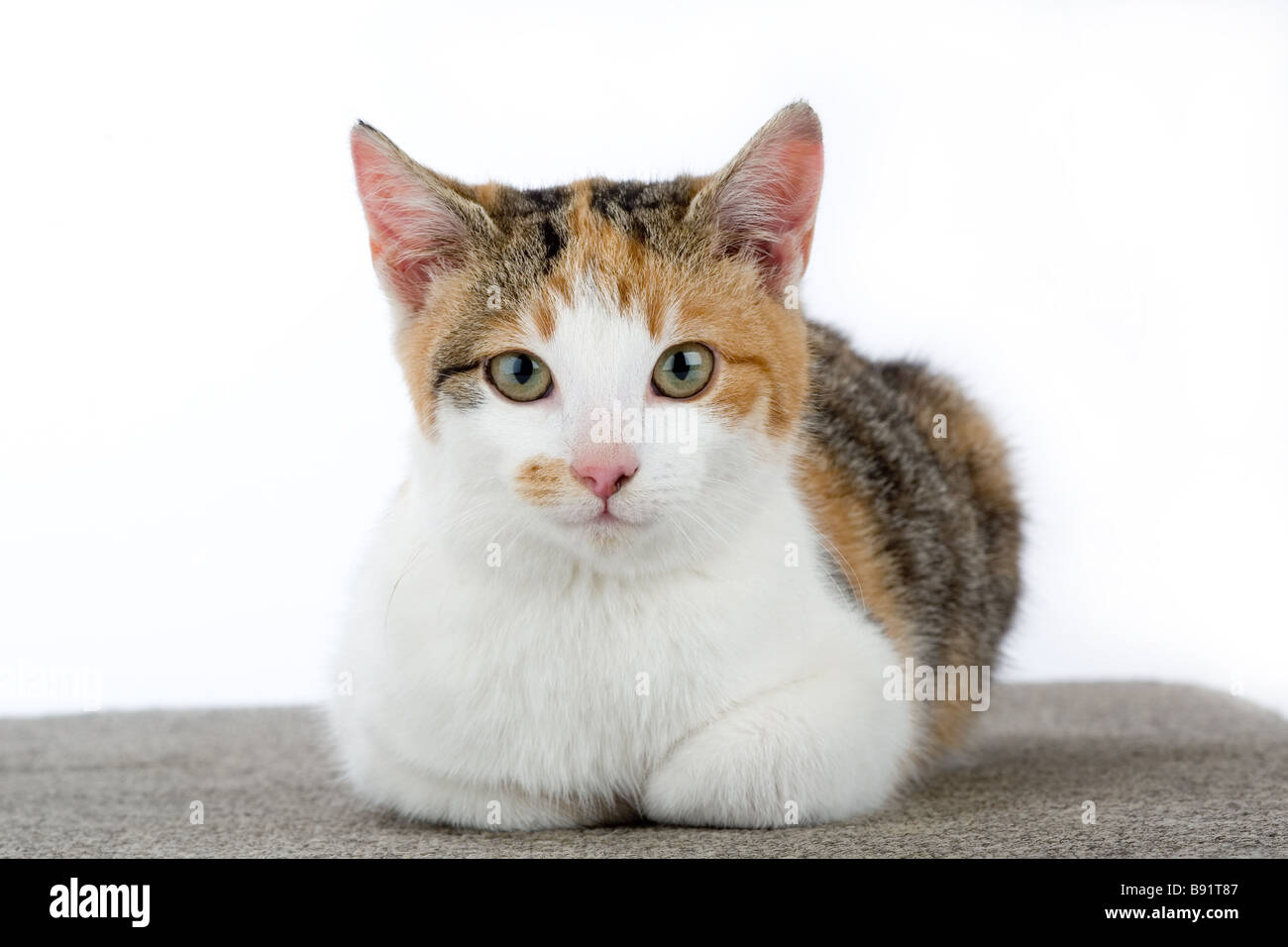 Spotted cat animal hi-res stock photography and images - Alamy