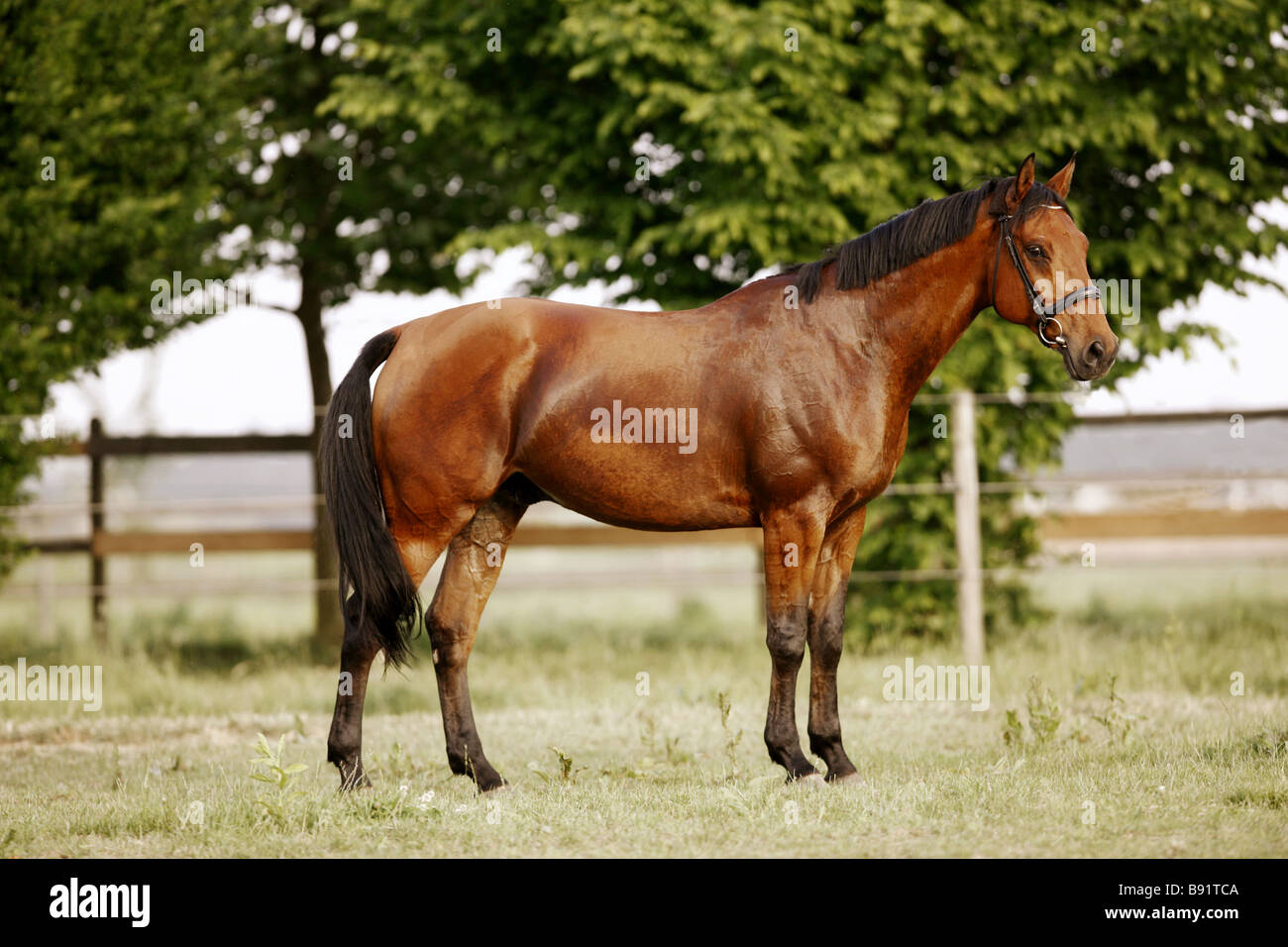 Nonius horse hi-res stock photography and images - Alamy