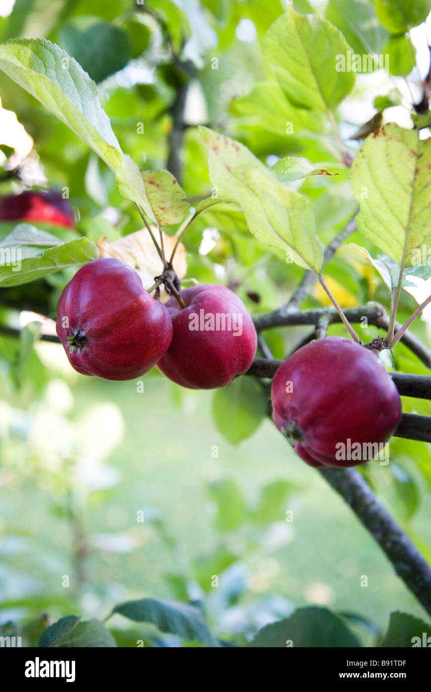 Apples in a tree Sweden Stock Photo - Alamy