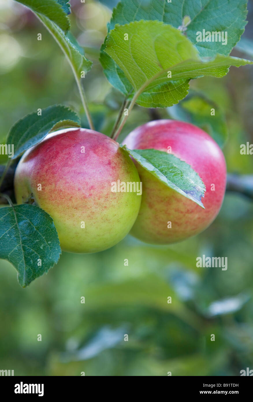 Apples in a tree hi-res stock photography and images - Alamy