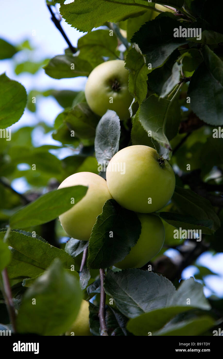 Apples in a tree hi-res stock photography and images - Alamy