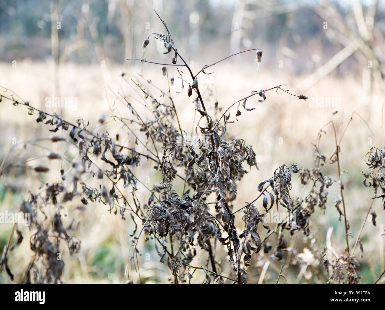 Dry flowers in the nature Stock Photo - Alamy