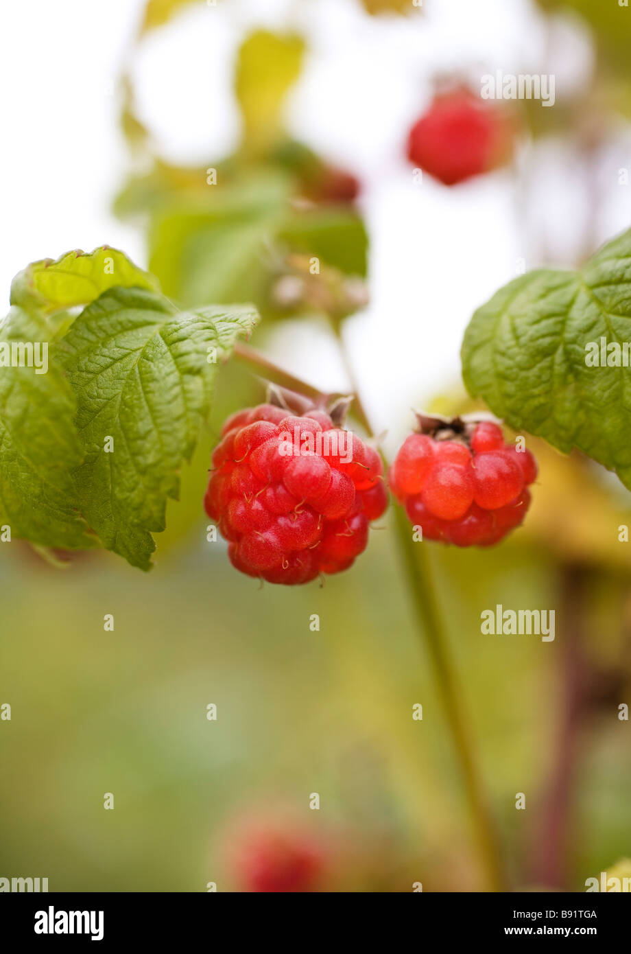 Berry shrubs vegetables hi-res stock photography and images - Alamy