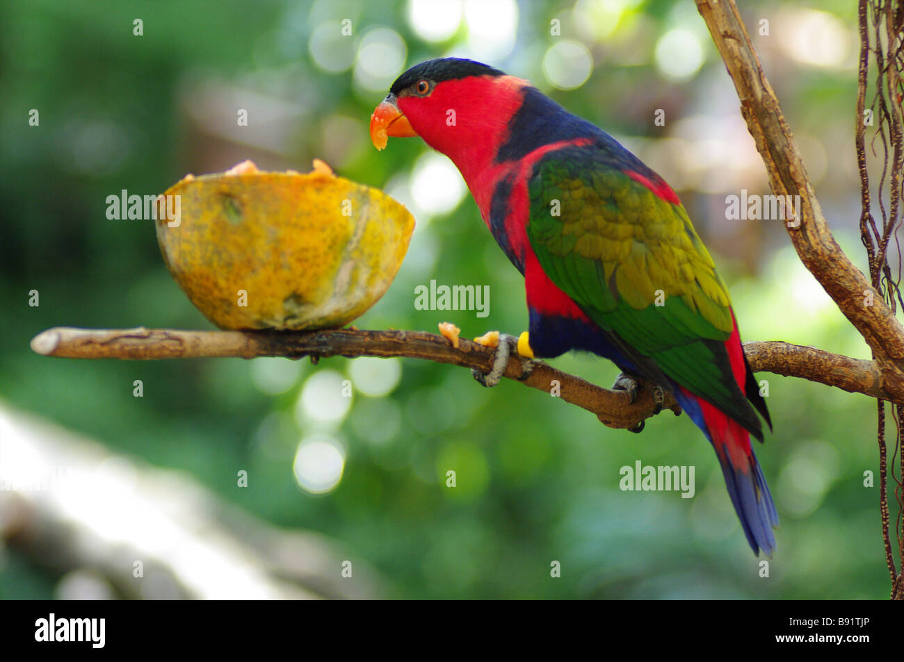 Parrots birds hi-res stock photography and images - Alamy