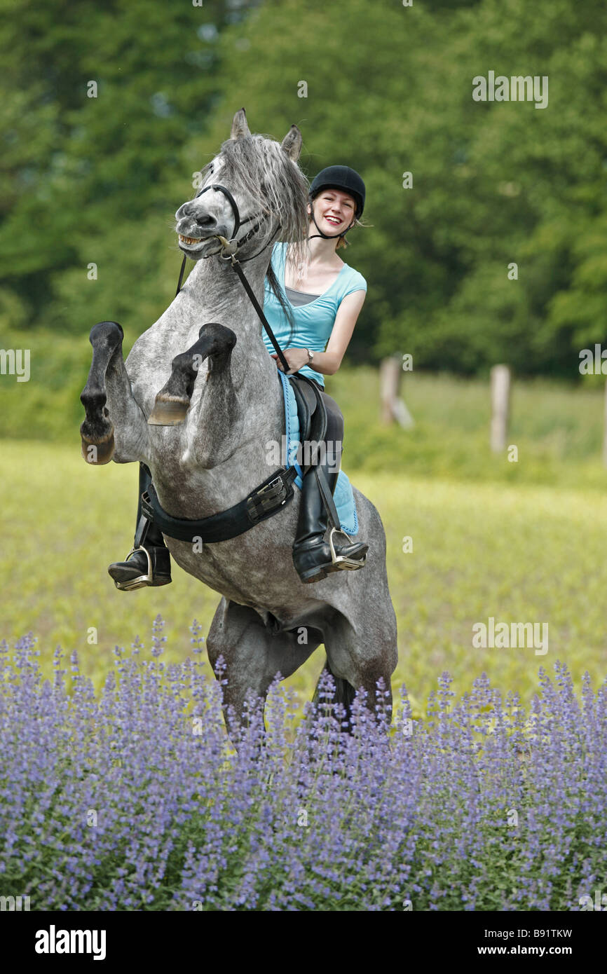 White horse rearing rider hi-res stock photography and images - Alamy
