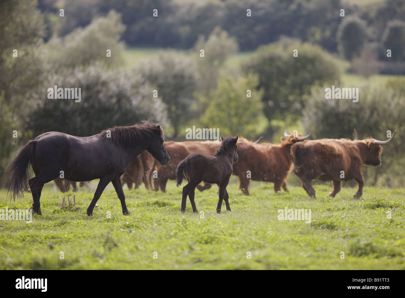 Icelandic horse and foal and Highland cattle Stock Photo - Alamy