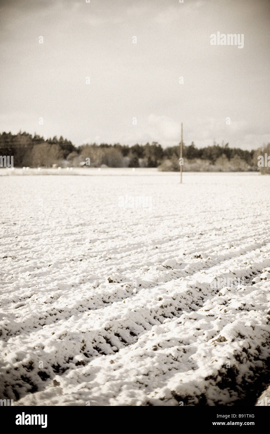 A snowy field Gotland Sweden Stock Photo - Alamy