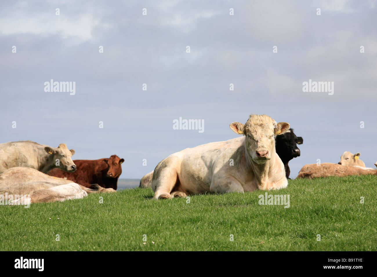 bull and herd, Ireland Stock Photo - Alamy