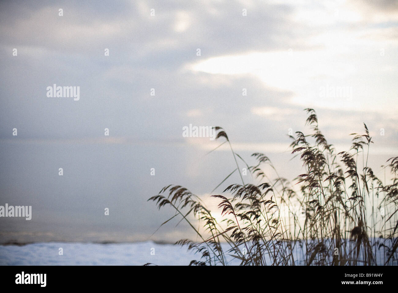 Grass by the beach Gotland Sweden Stock Photo - Alamy