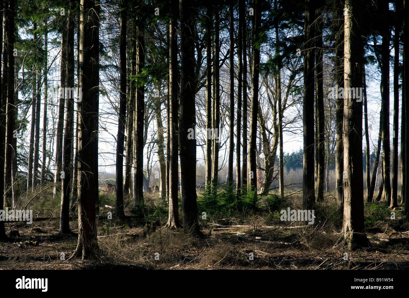 Forest floor and pine trees Stock Photo - Alamy