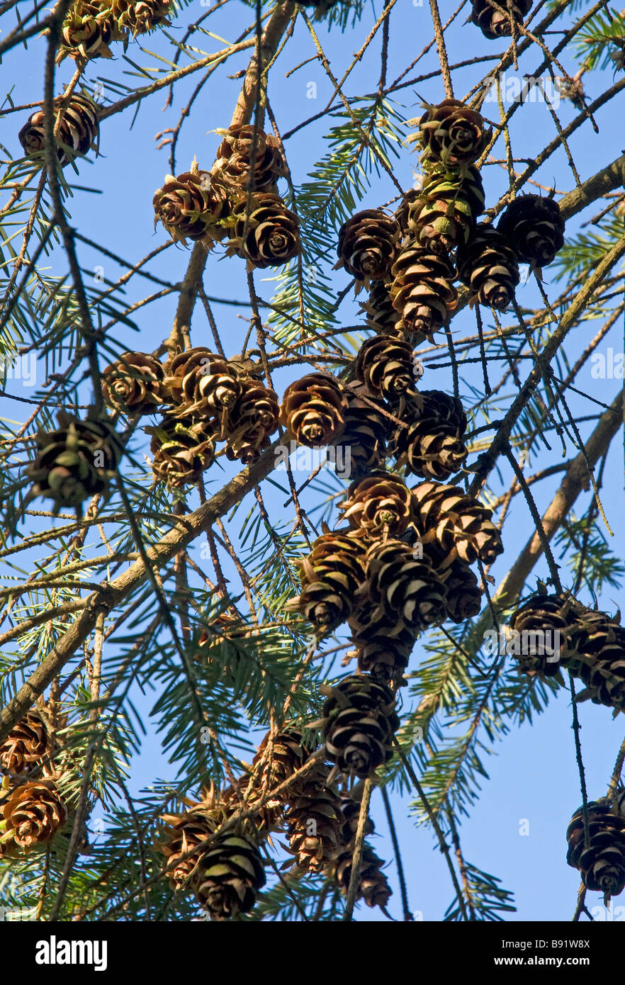 Pine cones in tree Stock Photo - Alamy