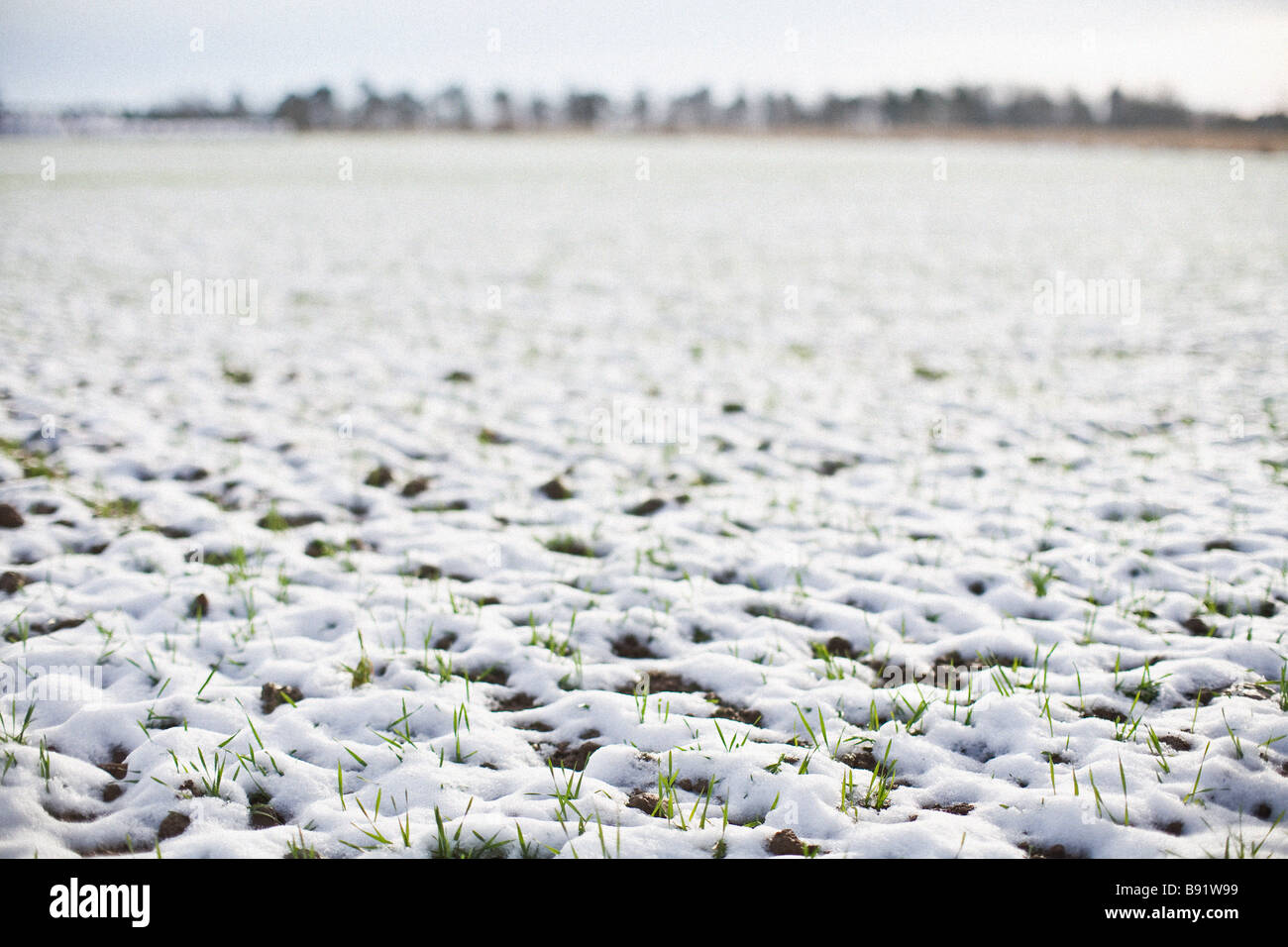 A snowy field Gotland Sweden Stock Photo - Alamy