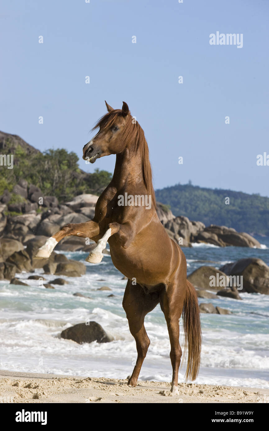 Arabian horse rearing at a tropical beach Stock Photo - Alamy